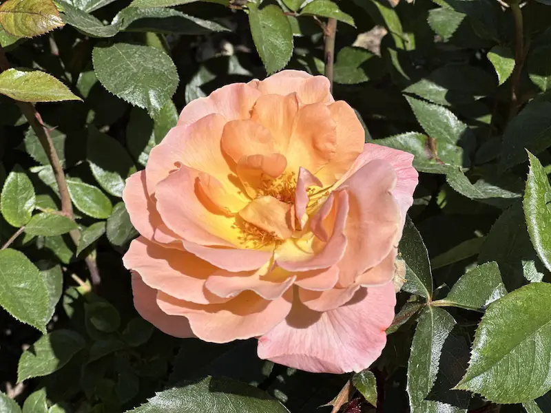 The Butchart Gardens: Visit Guide, Photos, and Full Review! - Our ...